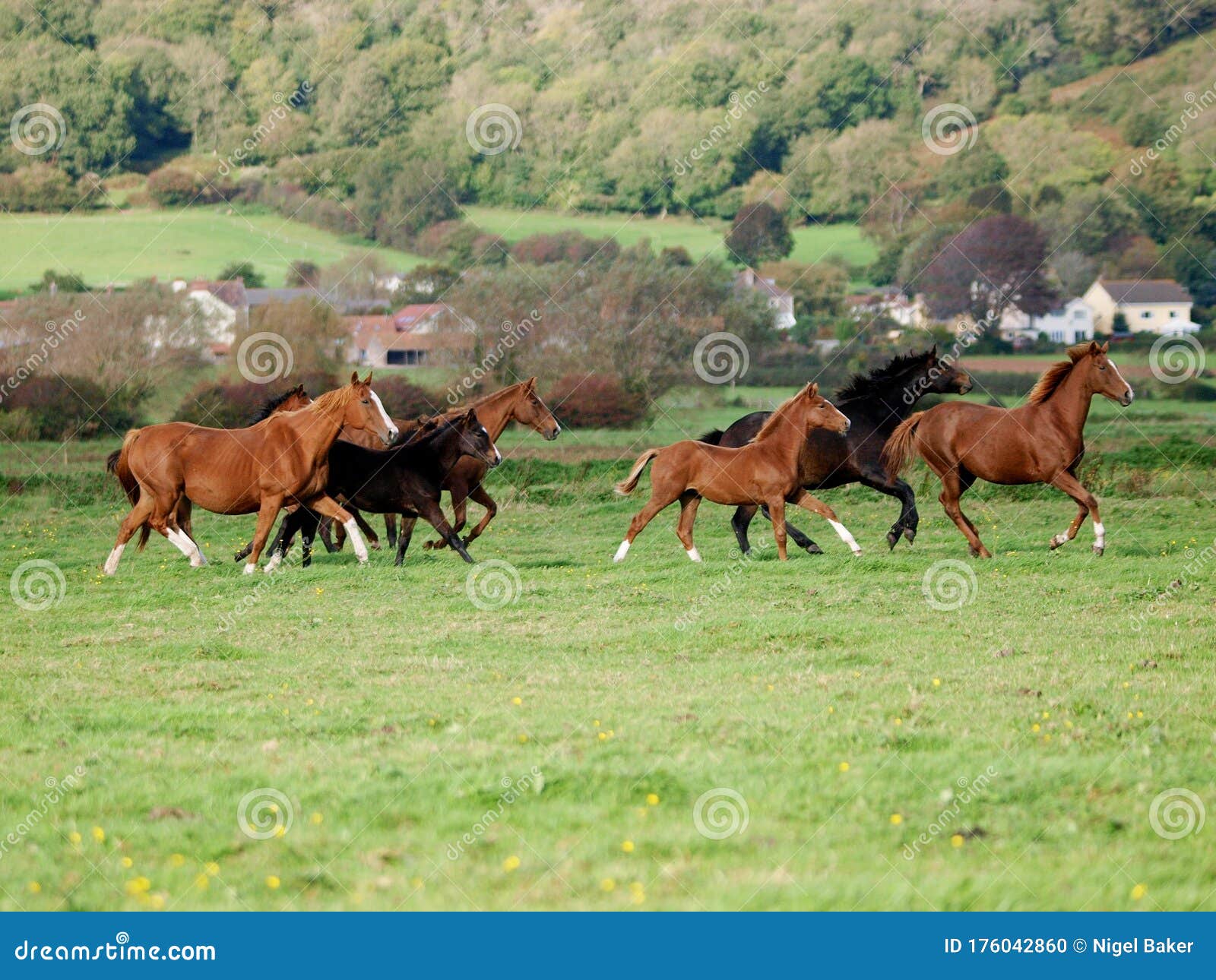 Running Herd of Horses stock photo. Image of pony, animals - 176042860