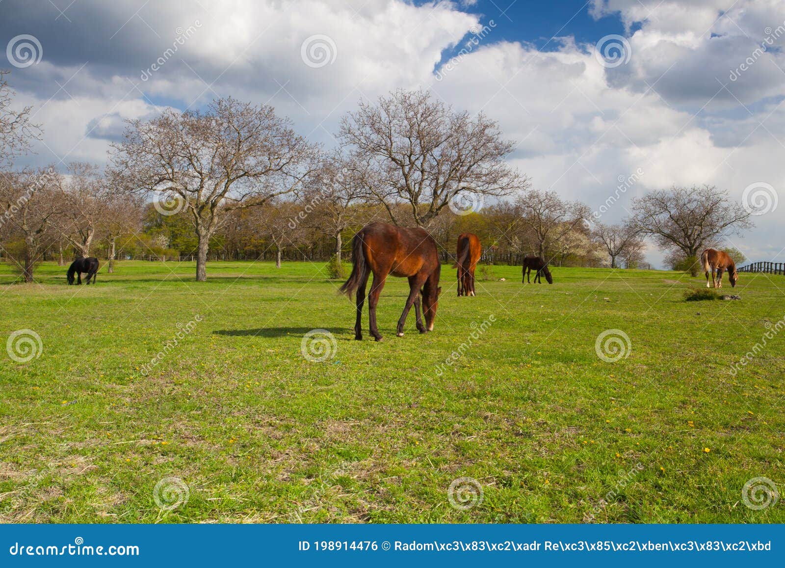 Small Herd of Horses on Spring Pasture Stock Photo - Image of idyllic ...