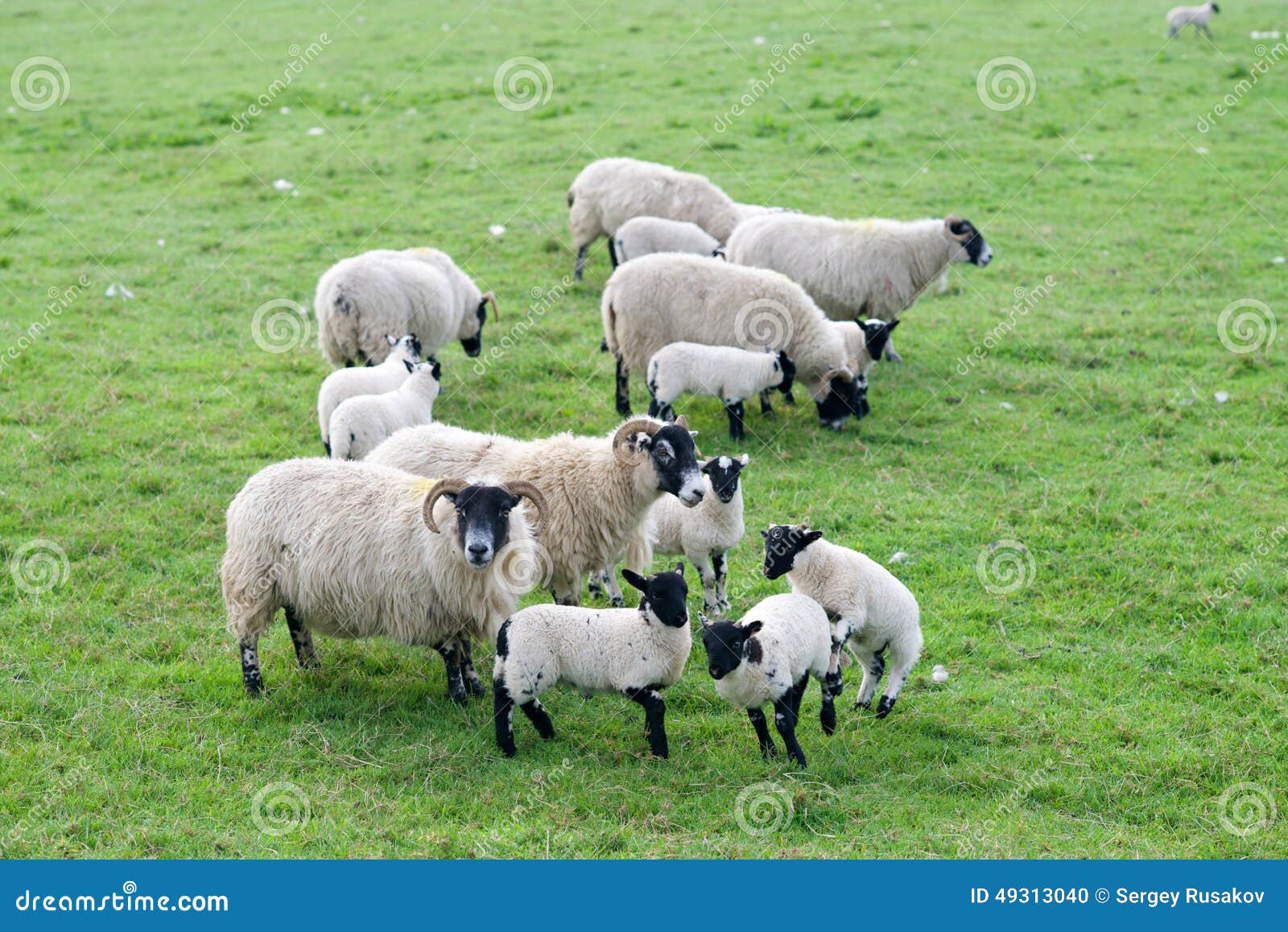 Small herd of lambs stock photo. Image of mammal, standing - 49313040