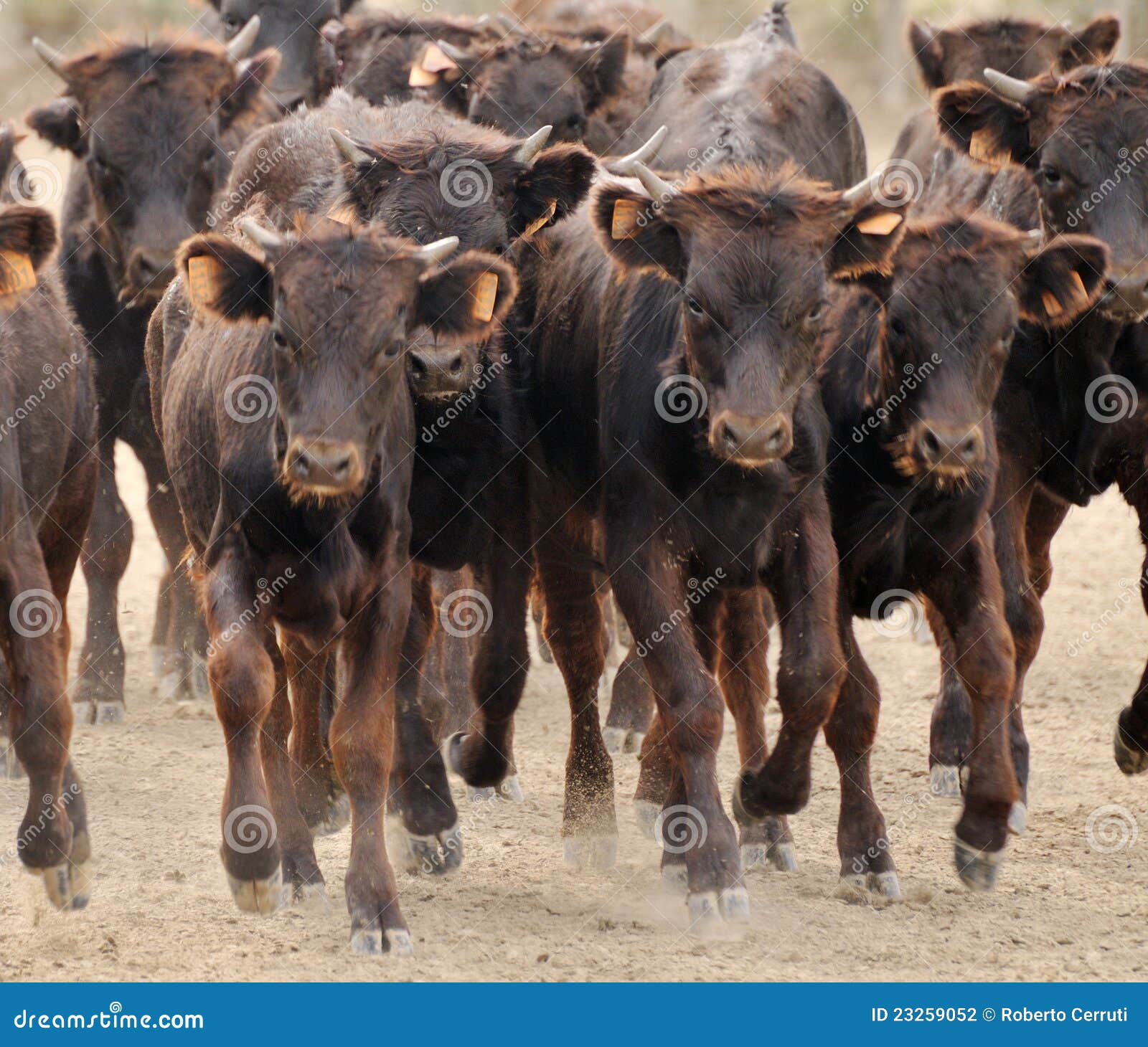 A Small Herd of Male Calves Charging Stock Photo - Image of male ...