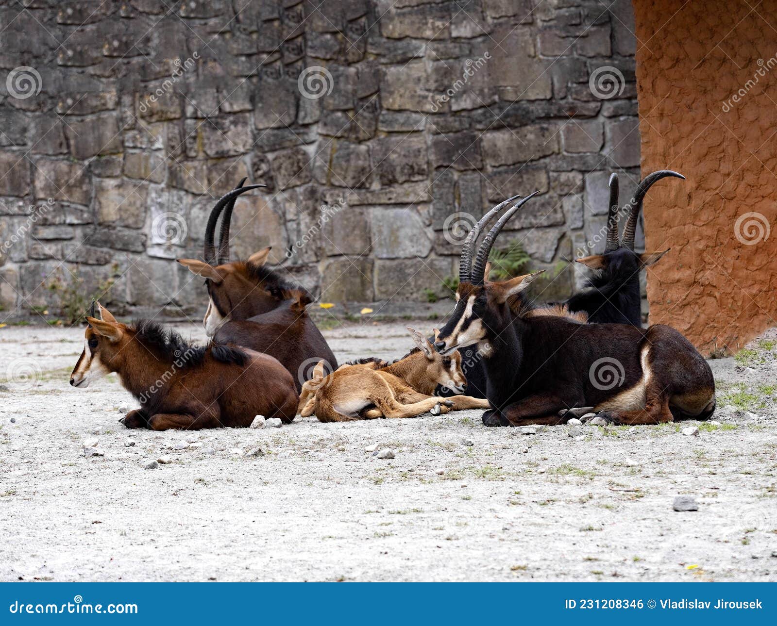 Small Herd of Resting Sable Antelopes, Hippotragus Niger, with a Cub ...