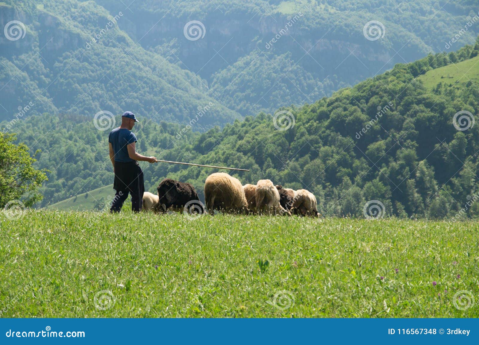 Small Herd of Sheep with Shepherd Editorial Stock Photo - Image of ...