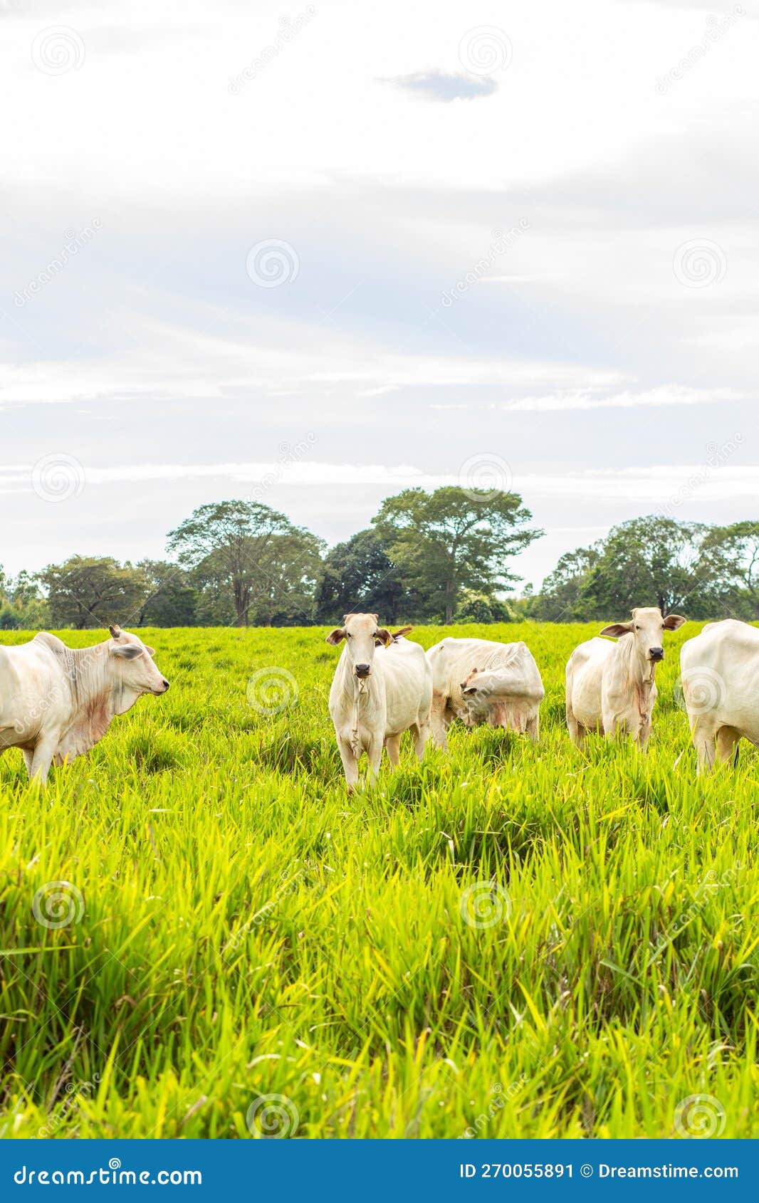 A Herd Grazing on Fresh Pasture. Stock Image - Image of herb, fresh ...