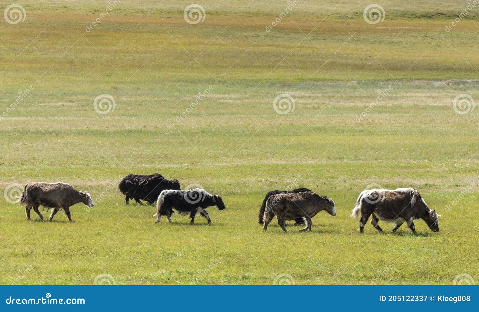 Small Herd Yak Mongolia stock image. Image of mongolia - 205122337