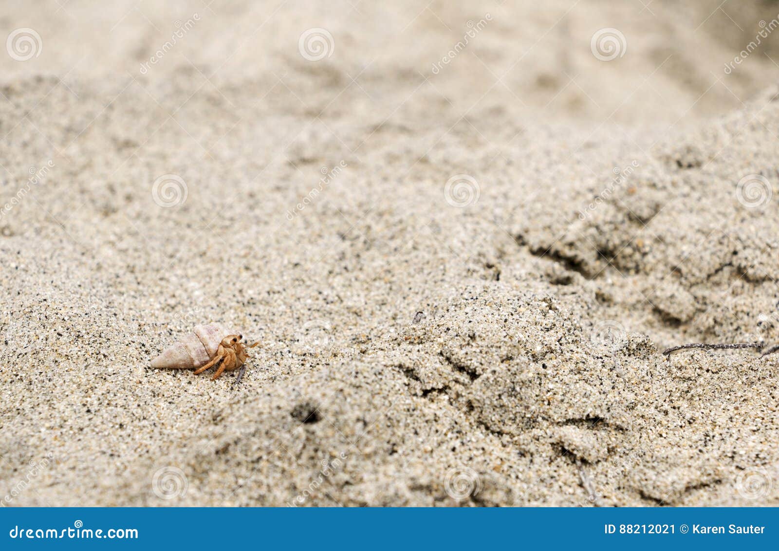 Small Hermit Crab in a Conch Shell on White Sand Beach Stock Image ...