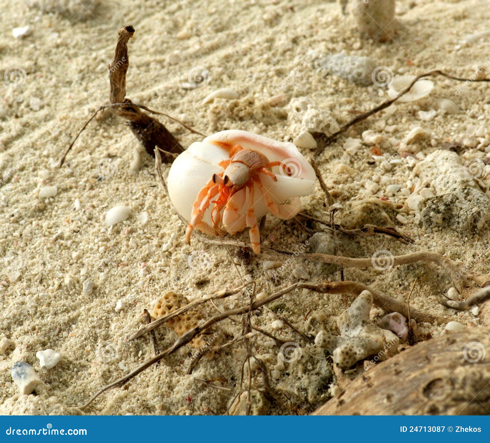 Small Hermit Crab in Natural Environment Stock Image - Image of ...