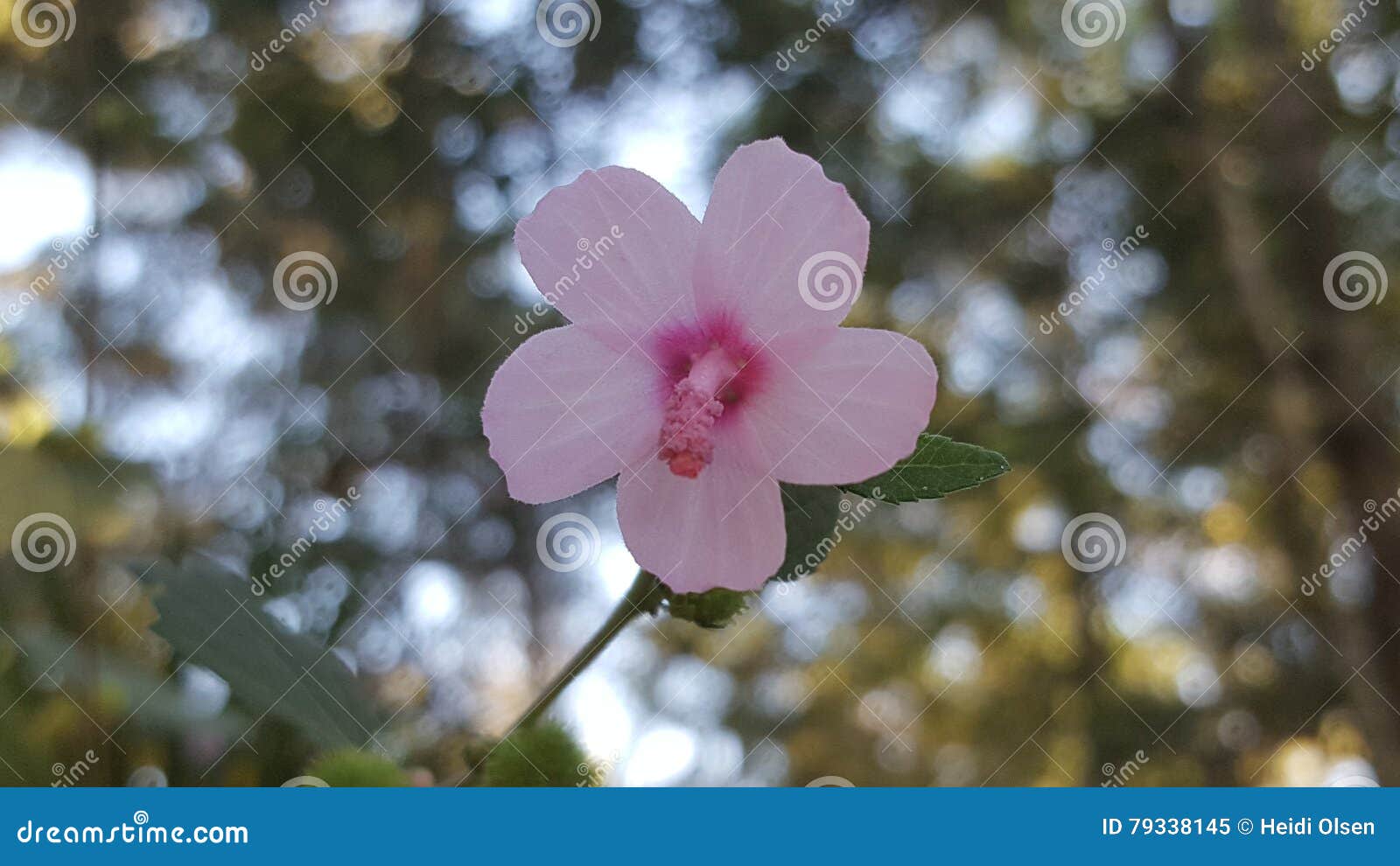 Small hibiscus flower stock image. Image of hibiscus - 79338145