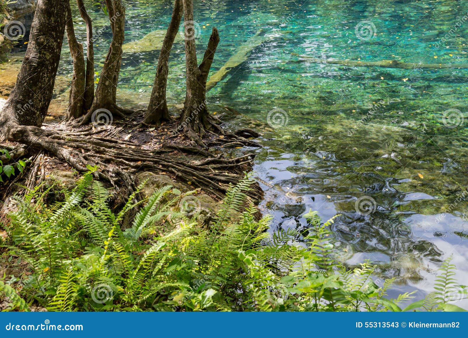 Small Hidden Lagoon in the Forest Stock Image - Image of leaves ...
