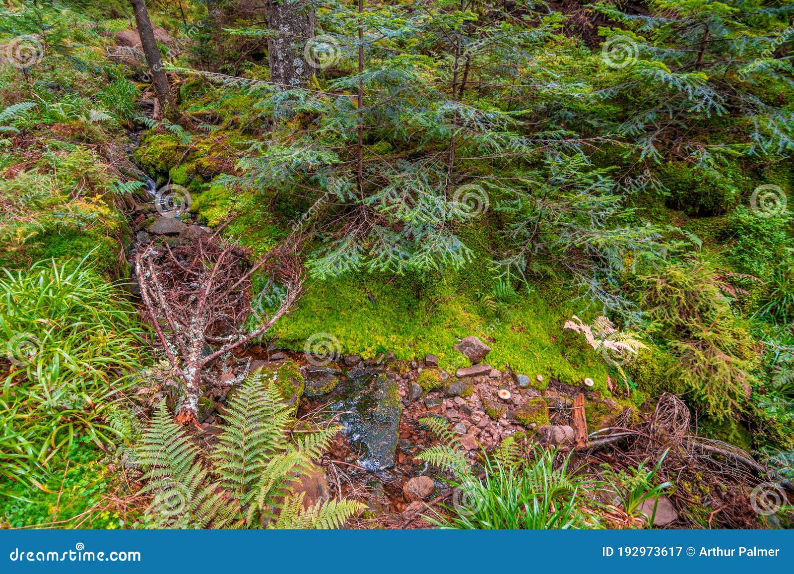 A Small, Hidden Stream in Black Forest, Germany Stock Image - Image of ...