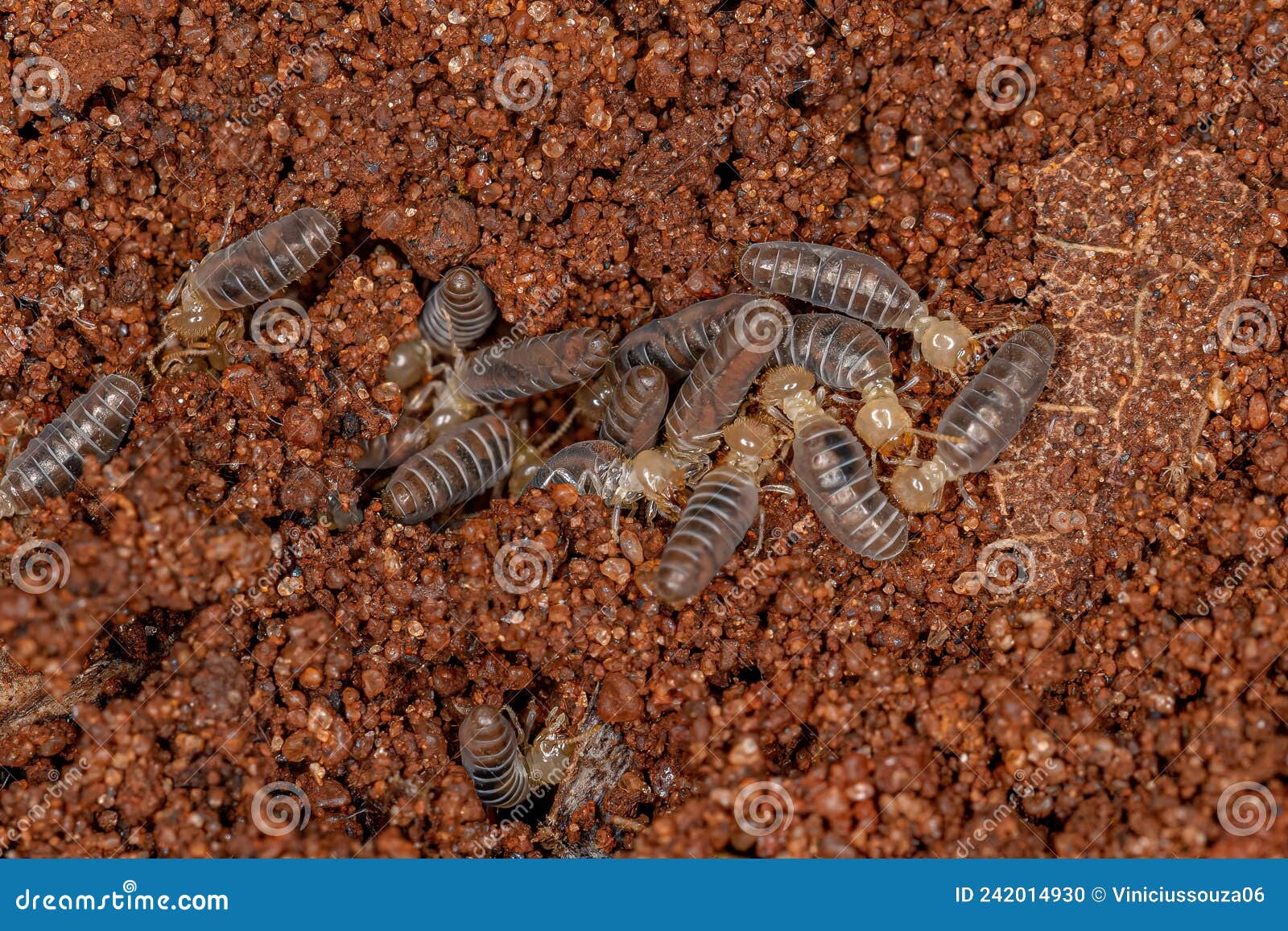 Small Higher Termites stock photo. Image of close, termes - 242014930