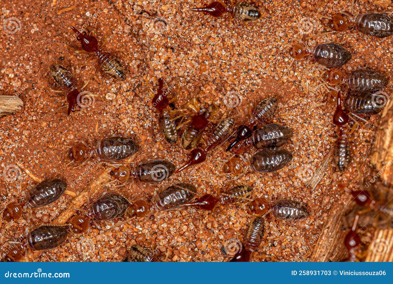 Small Higher Termites stock image. Image of higher, termes - 258931703