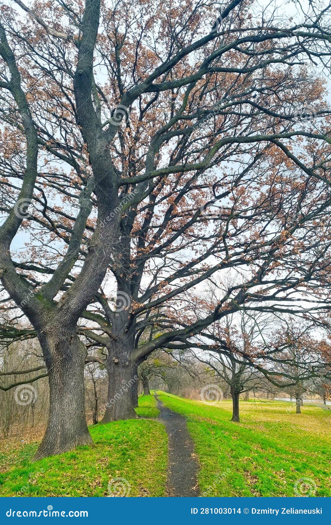 A Small Hiking Trail Along Tall Trees in Spring. Stock Photo - Image of ...