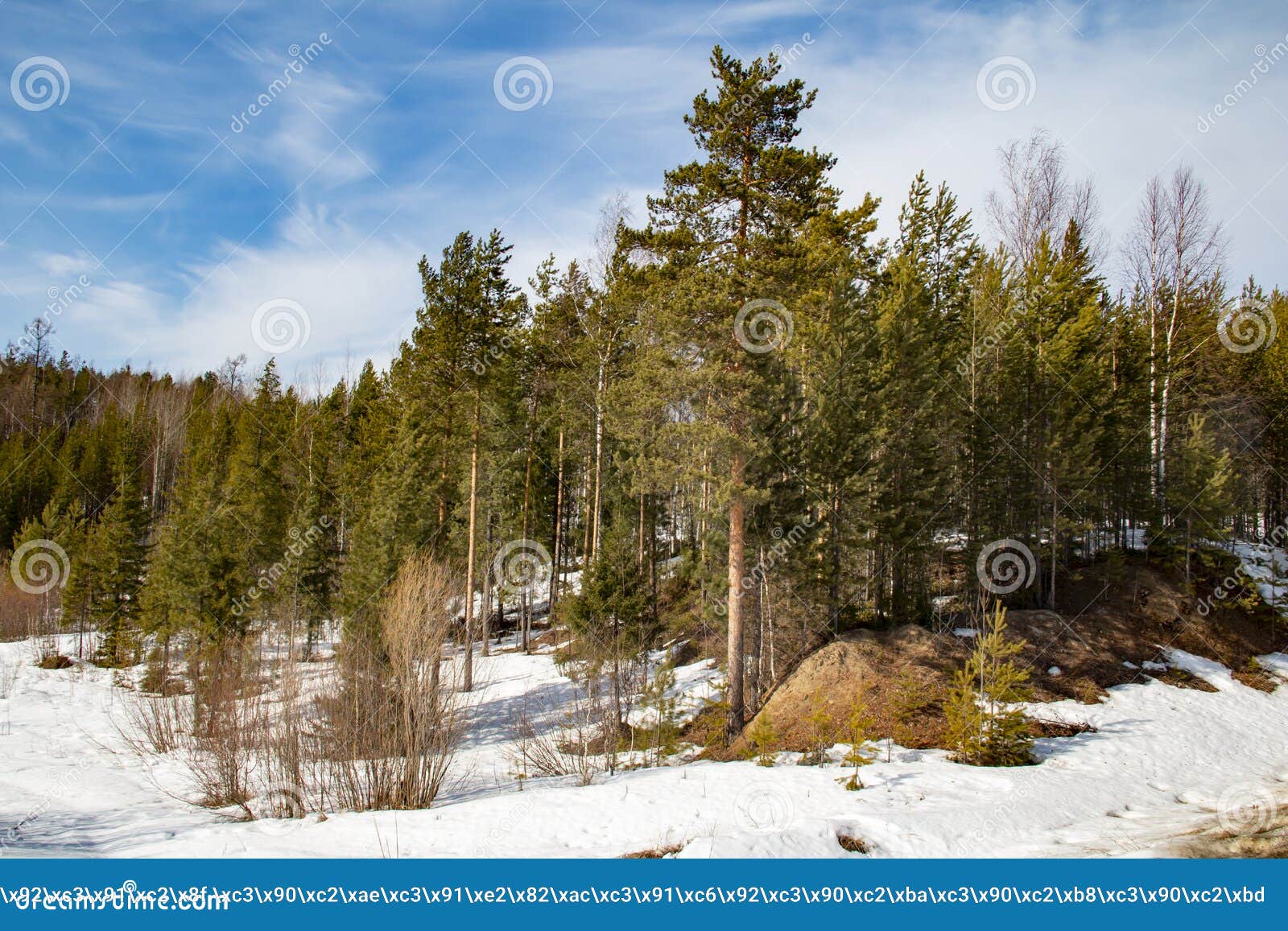 Small Hills on Which Pine Trees Grow, Spring Landscape Stock Photo ...