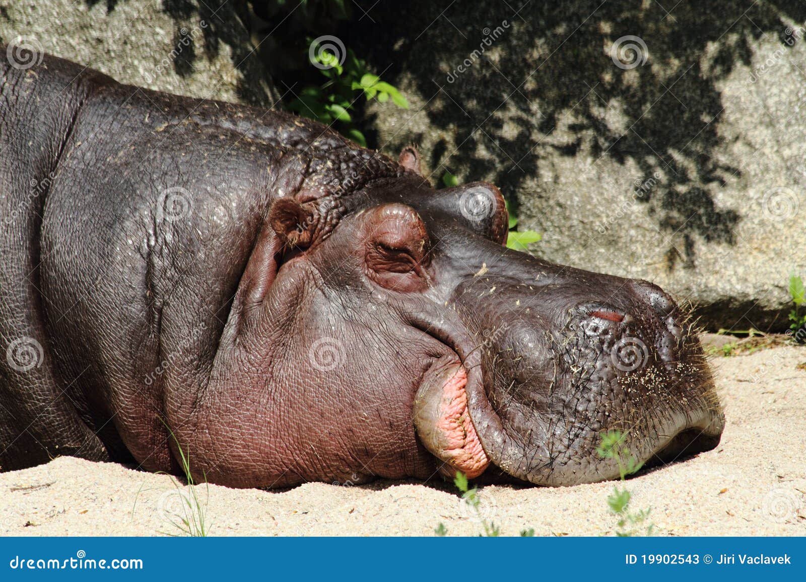 Small hippo stock image. Image of vacations, south, mammal - 19902543