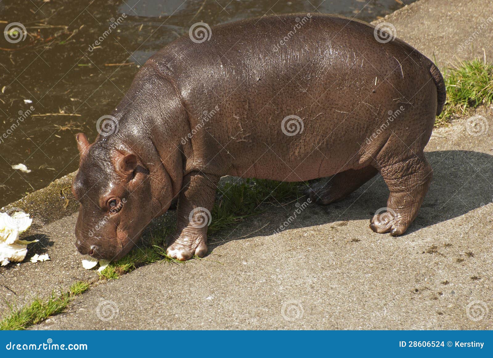 Small hippo stock photo. Image of ears, hippo, sweet - 28606524