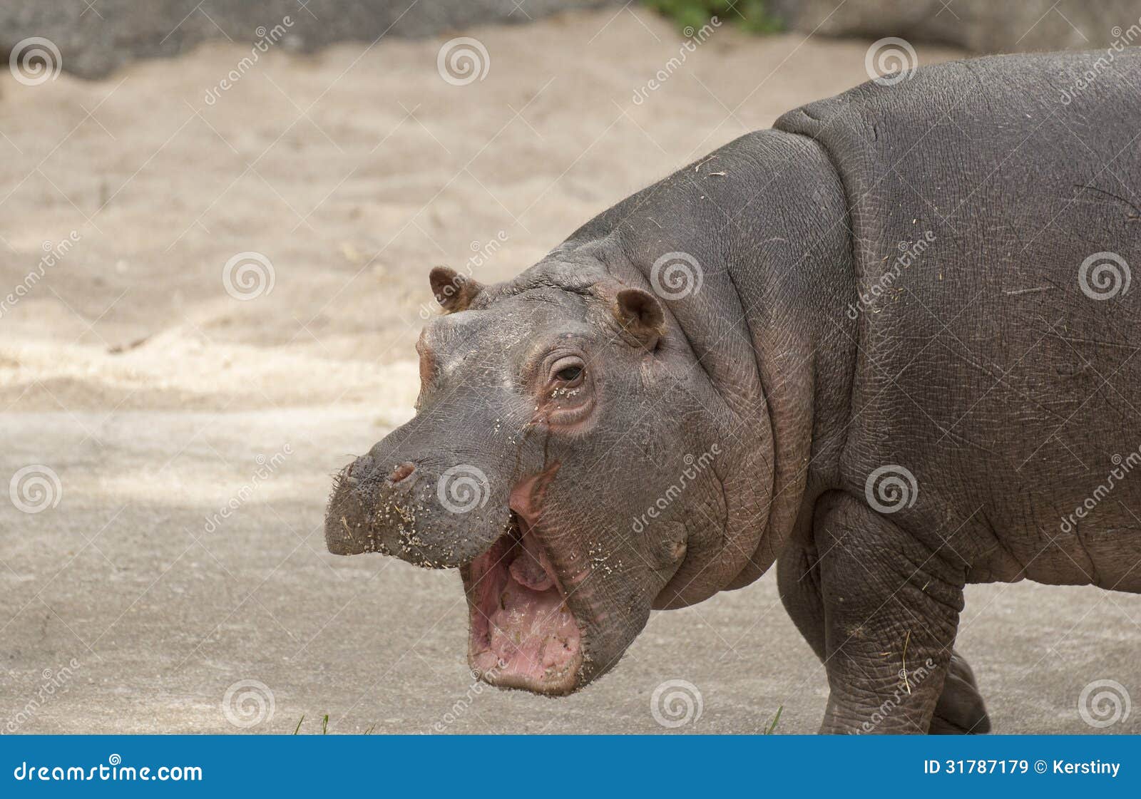 Small hippo stock image. Image of strong, hippo, pink - 31787179