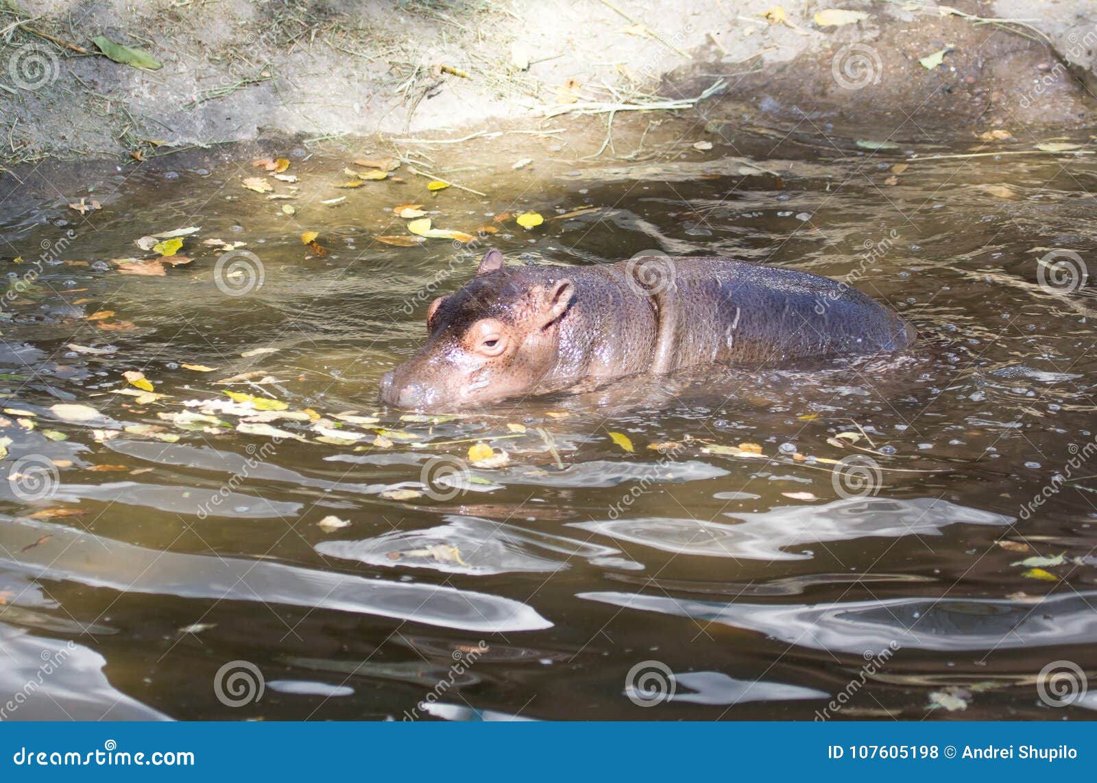 A small hippo stock photo. Image of swamp, mammal, rare - 107605198