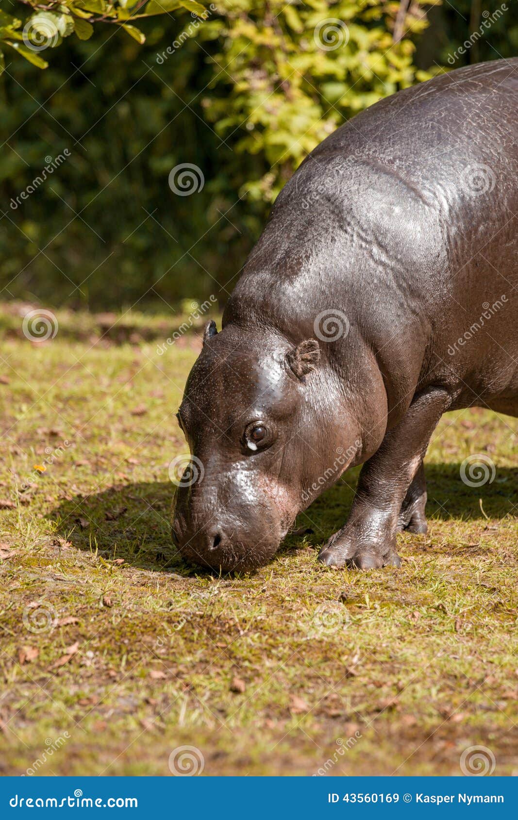 Small hippopotamus stock image. Image of nocturnal, african - 43560169