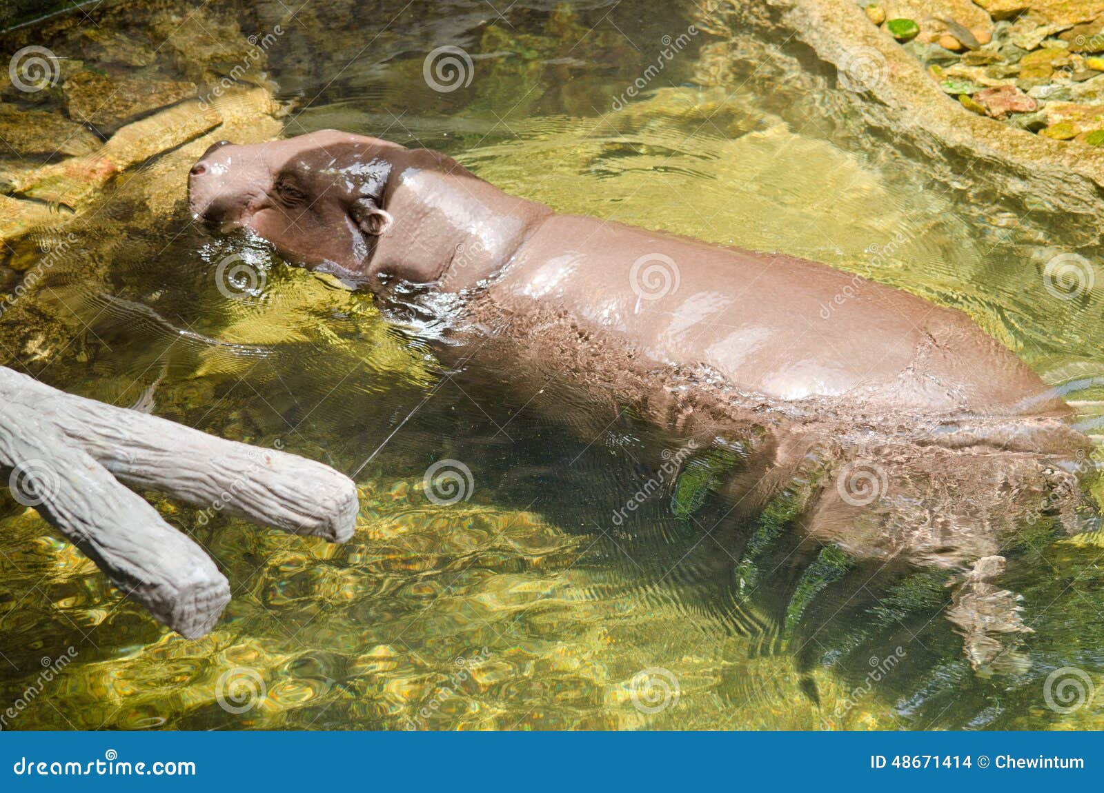 Small Hippopotamus stock photo. Image of hippopotamus - 48671414