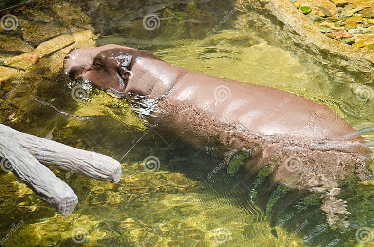 Small Hippopotamus stock photo. Image of hippopotamus - 48671414