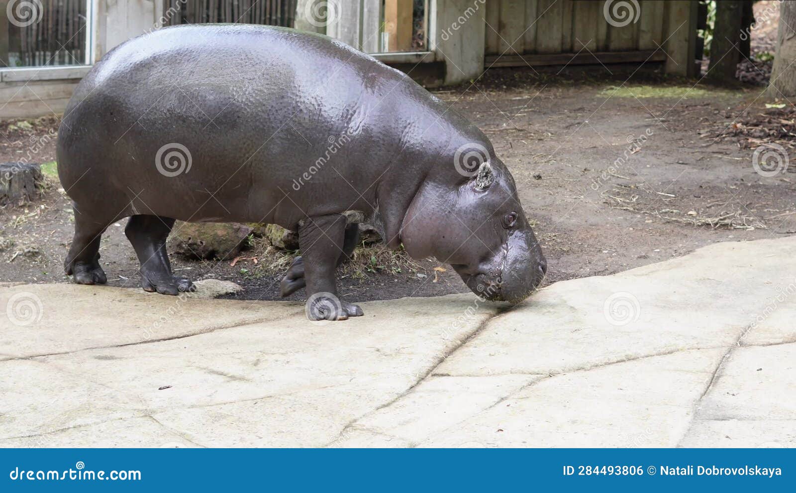 Small Hippopotamus Walking in the Zoo Stock Footage - Video of coast ...