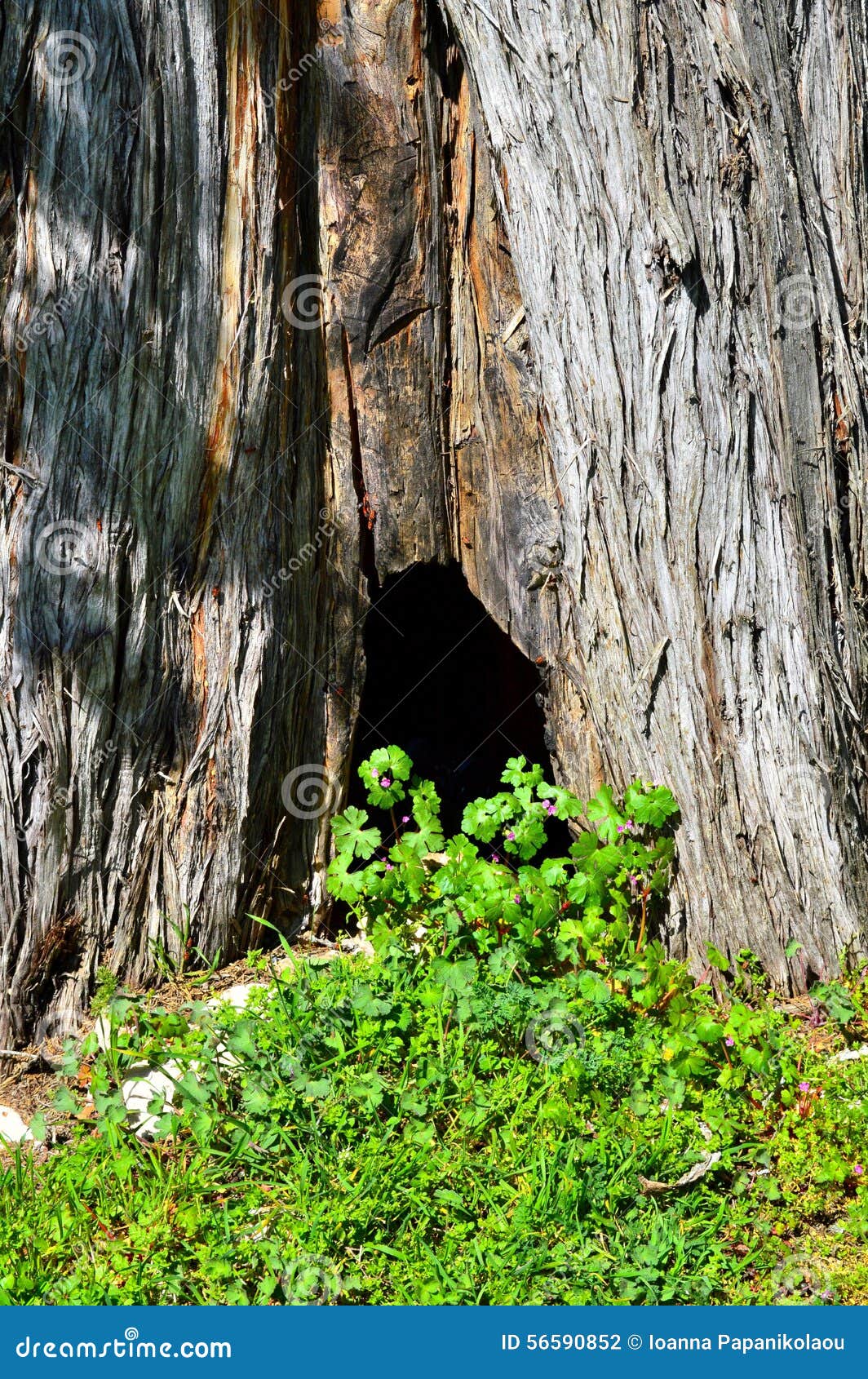 Small Hollow Tree Surrounded with Green Grass Stock Photo - Image of ...