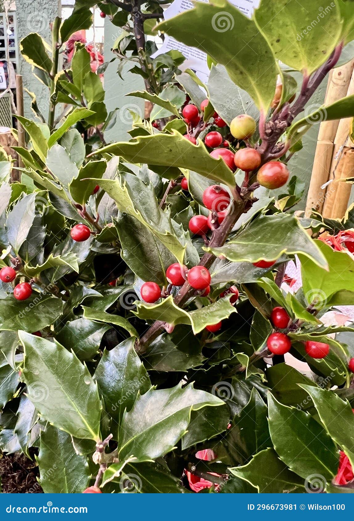 Holly Bush stock image. Image of holly, bush, christmas - 296673981