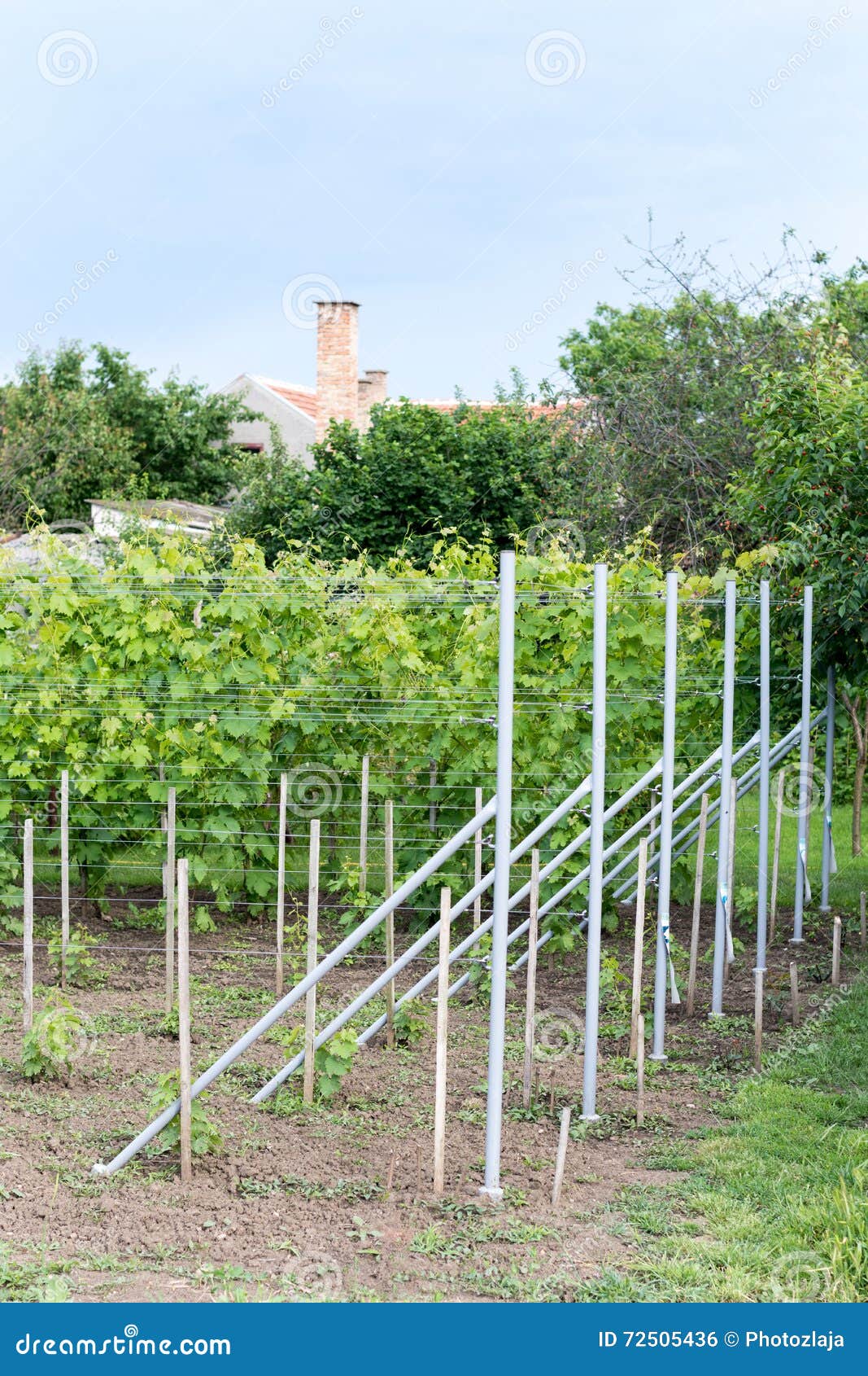 Small Homemade Vineyard with Young Vine Plants Stock Photo - Image of ...