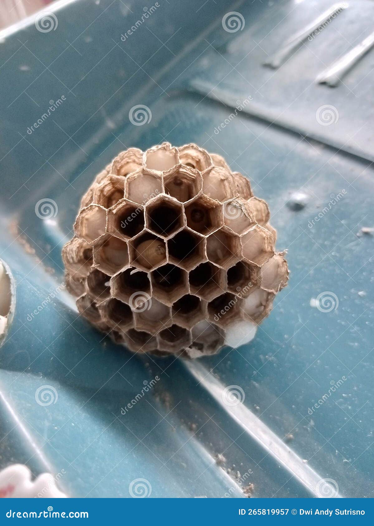 A Small Honeycomb on a Blue Plastic Bin Stock Image - Image of ...