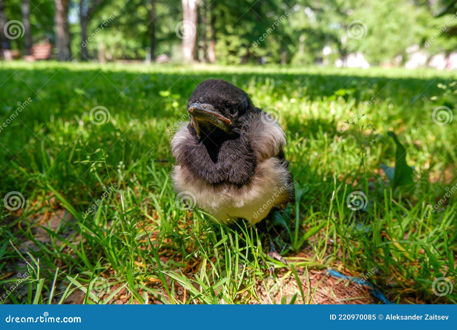 A Small Hooded Crow Chick Sits on the Ground. Grey Crow Stock Image ...