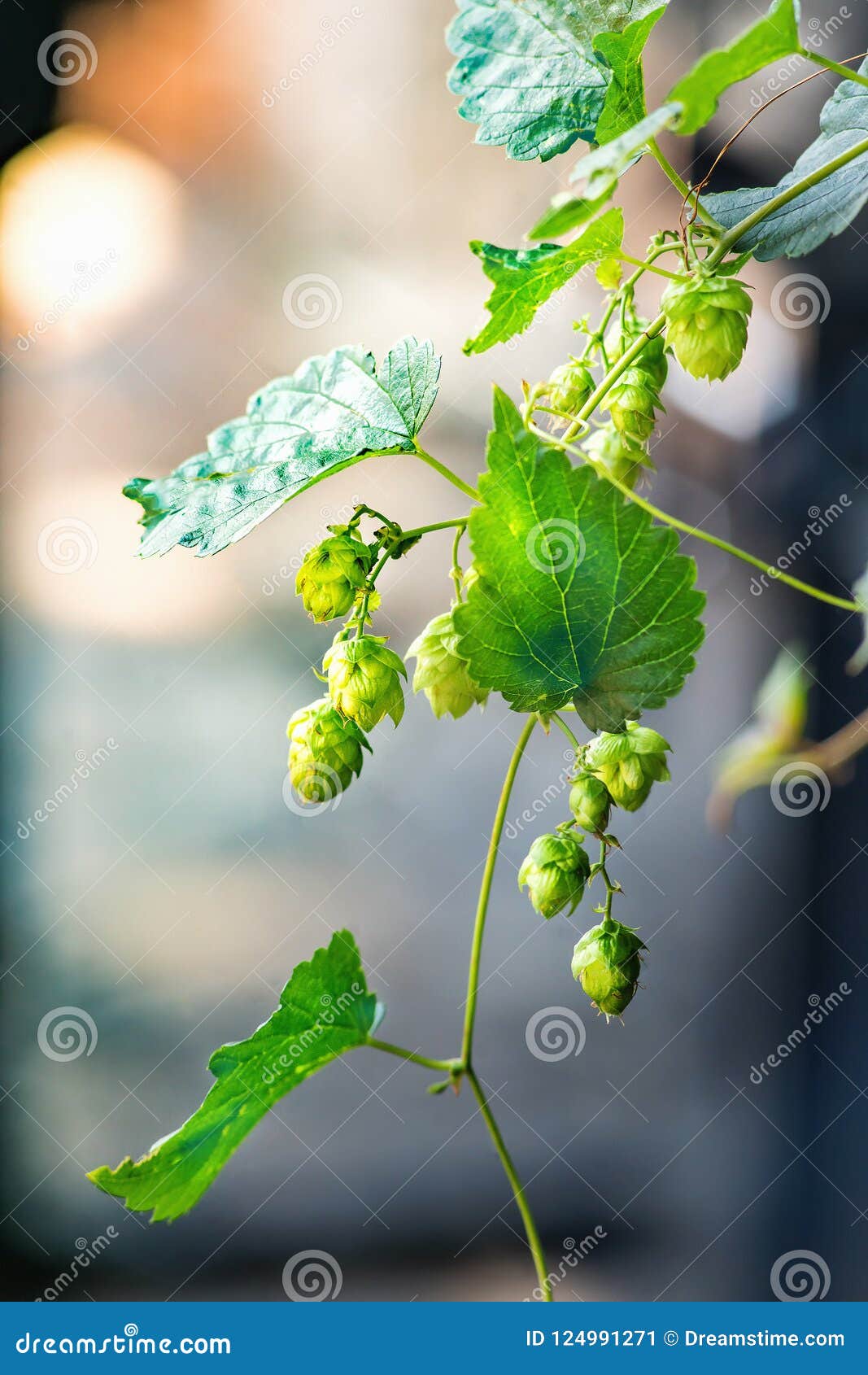 Small Hops Branch with Hops Cones Stock Image - Image of nature, garden ...