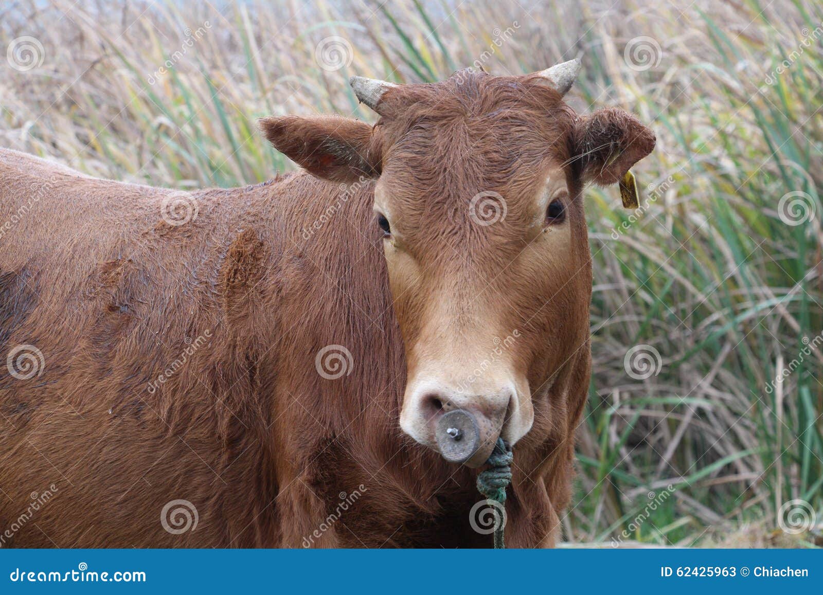 A Small Horn Brown Cattle with a Nose Ring Stock Image - Image of ring ...