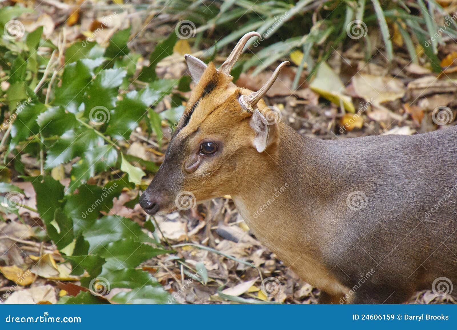 Small Horned Deer in Forest Stock Image - Image of wilderness, animal ...