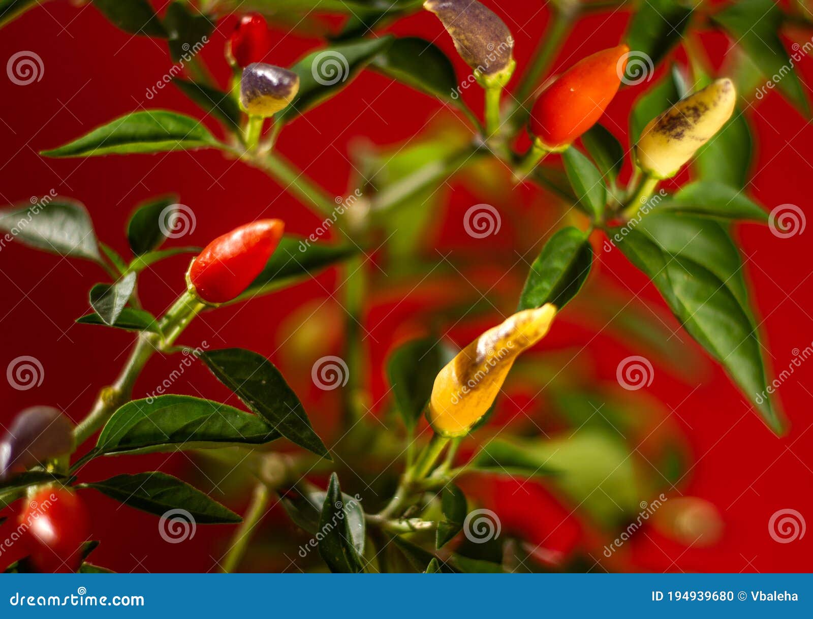 Small hot chili peppers stock photo. Image of decorative - 194939680