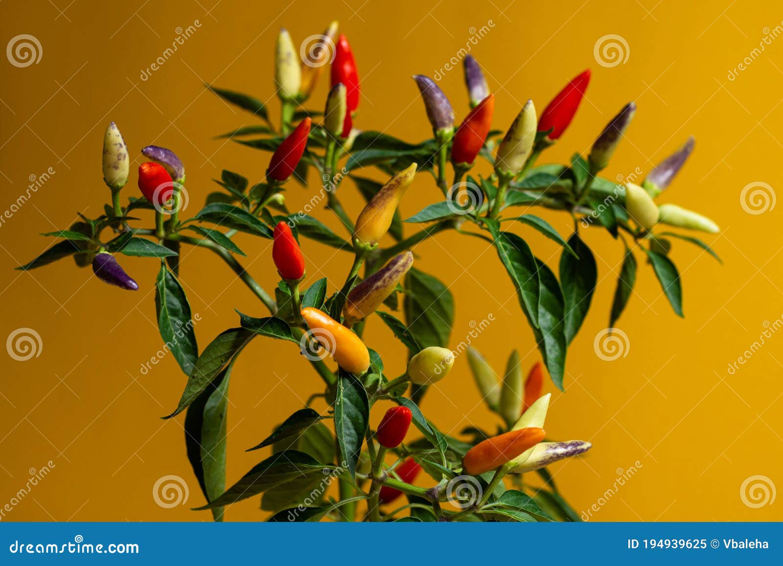 Small hot chili peppers stock image. Image of plant - 194939625