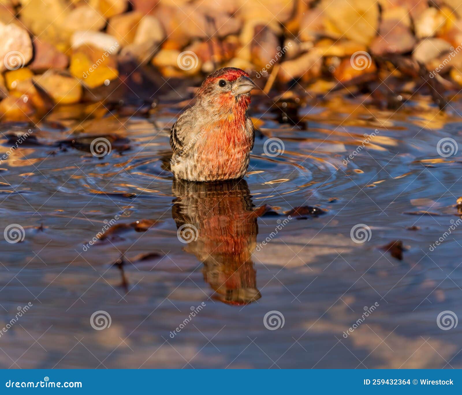 Small House Finch Bird Taking a Bath in the Pond Stock Photo - Image of ...