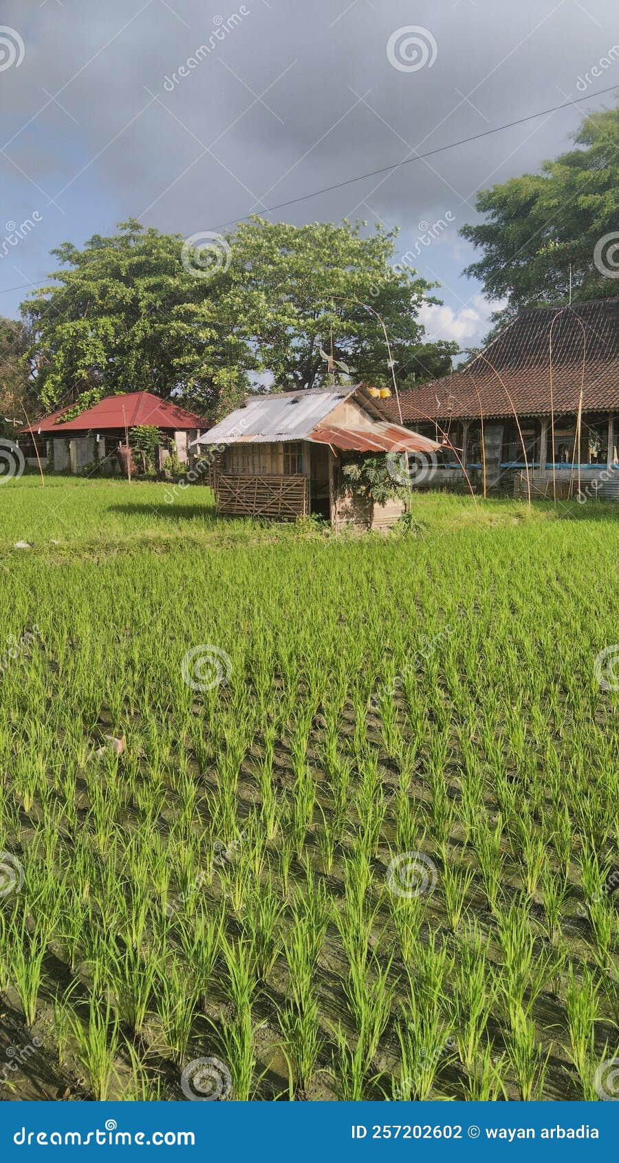 Small House in the Middle of Rice Field Stock Photo - Image of flower ...