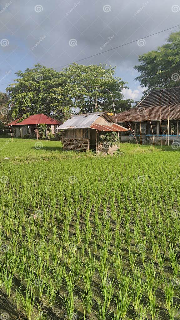 Small House in the Middle of Rice Field Stock Photo - Image of flower ...