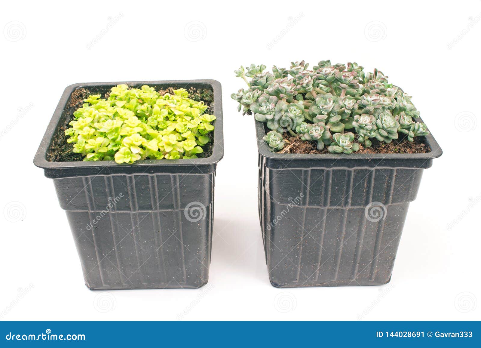 Small House Plants Isolated on White Stock Image - Image of nature ...