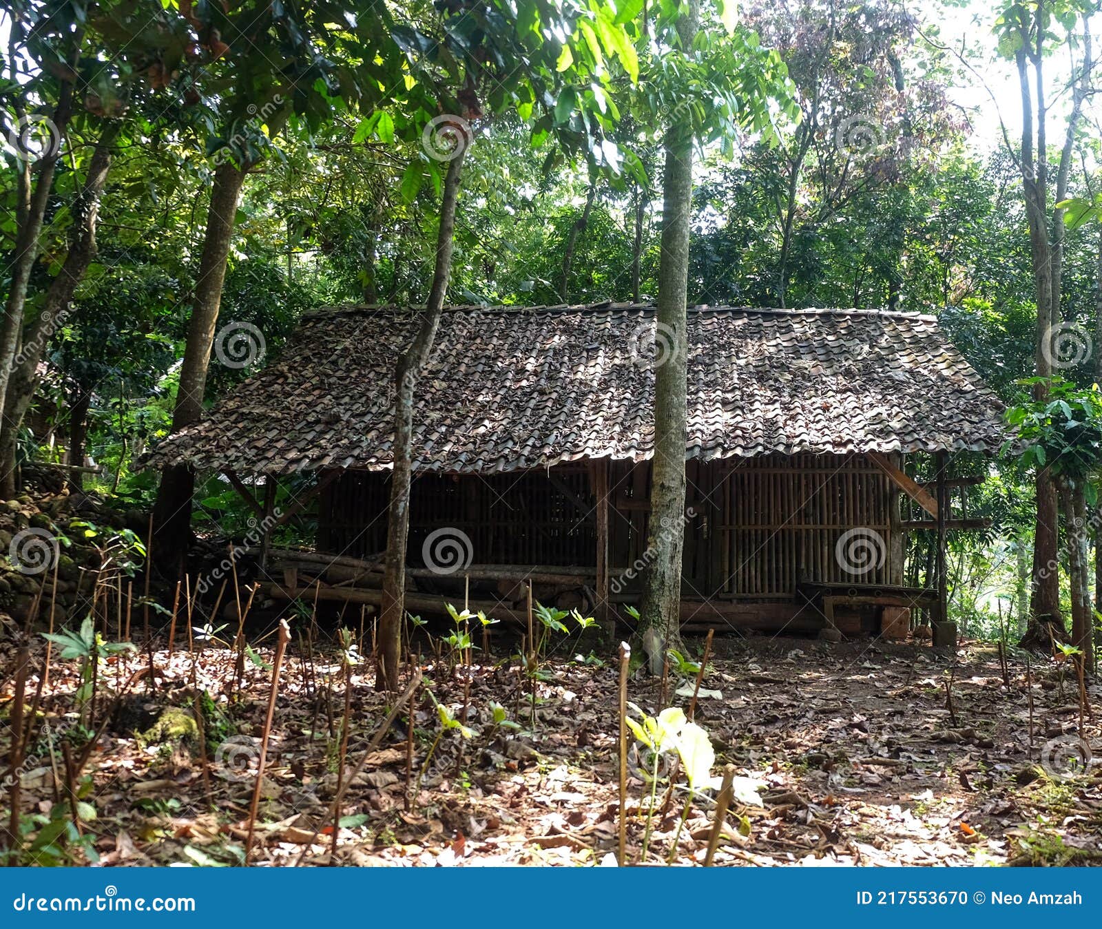 Small House in the Rain Forest Stock Photo - Image of rain, small ...