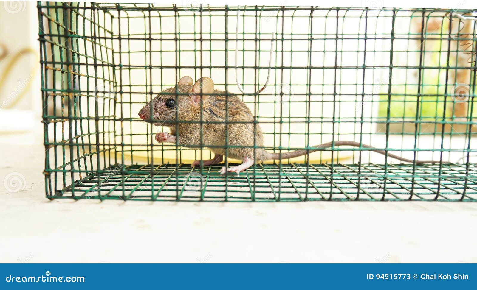 Small House Rat Trapped in a Cage Stock Image - Image of brown, house ...