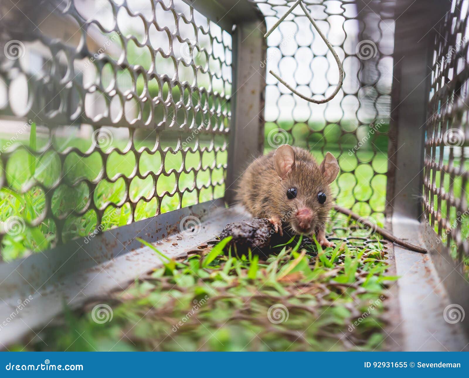 Small Rat Trapped in a Cage. Stock Image - Image of equipment, mice ...