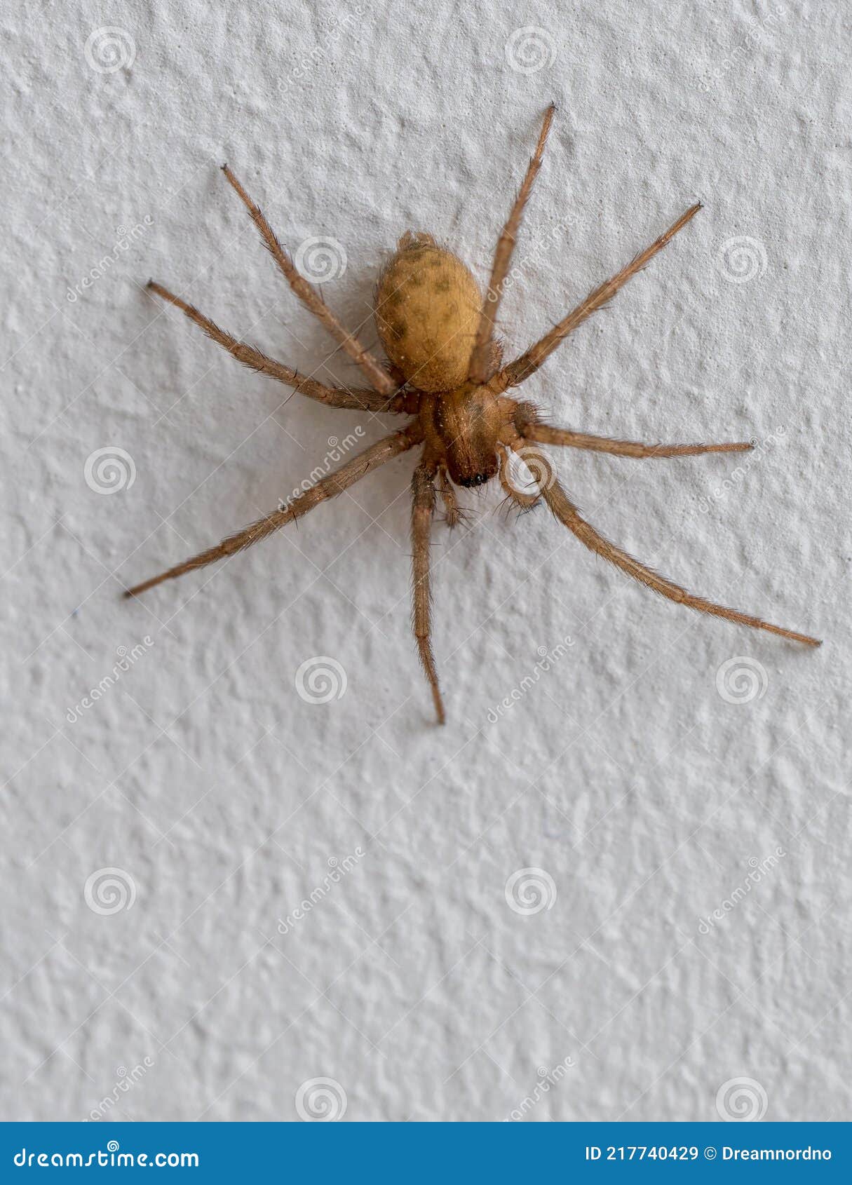 A Small House Spider on a Gray Wall Stock Image - Image of beautiful ...