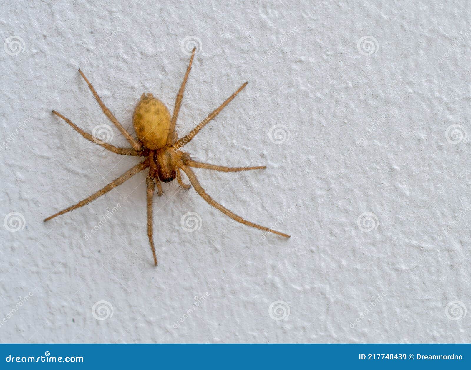 A Small House Spider on a Gray Wall Stock Image - Image of beautiful ...