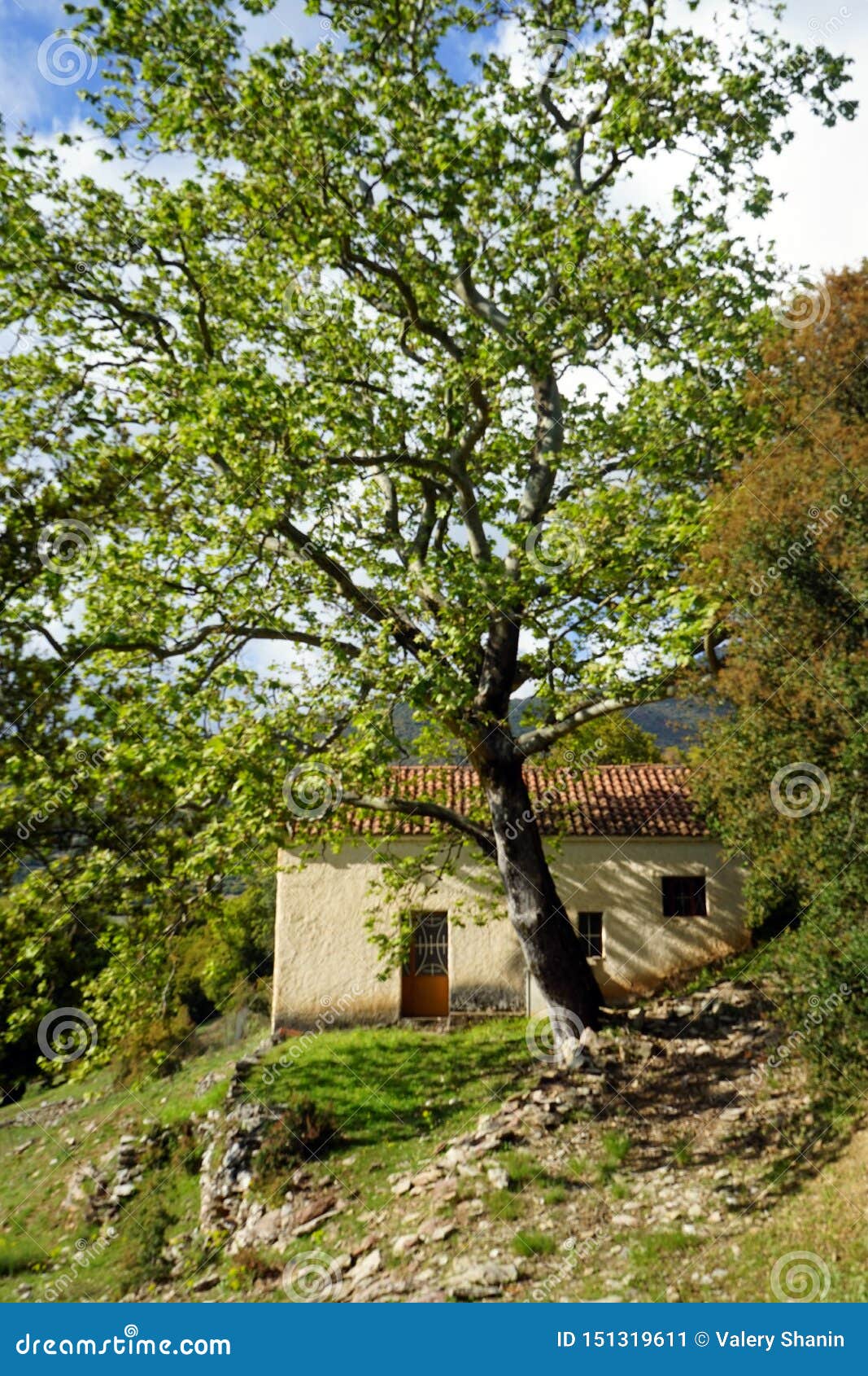House and tree stock image. Image of branch, summer - 151319611