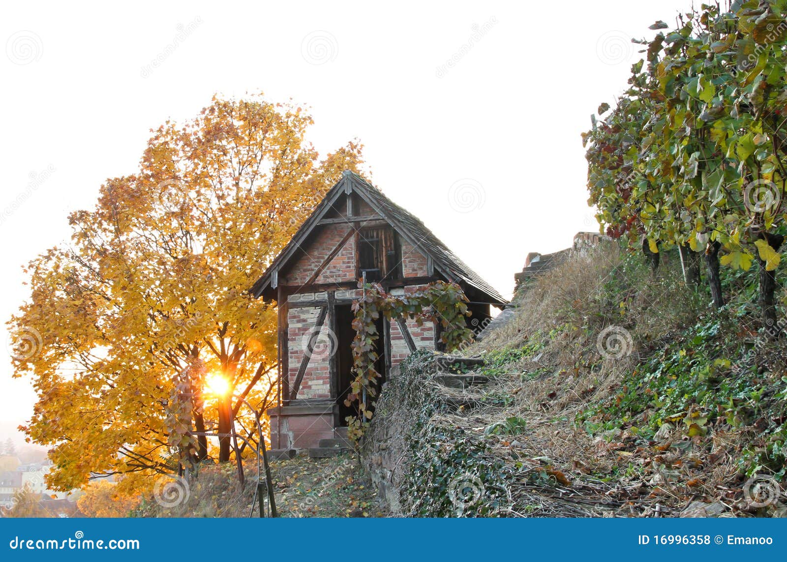 Small house in vineyard stock photo. Image of plant, orange - 16996358