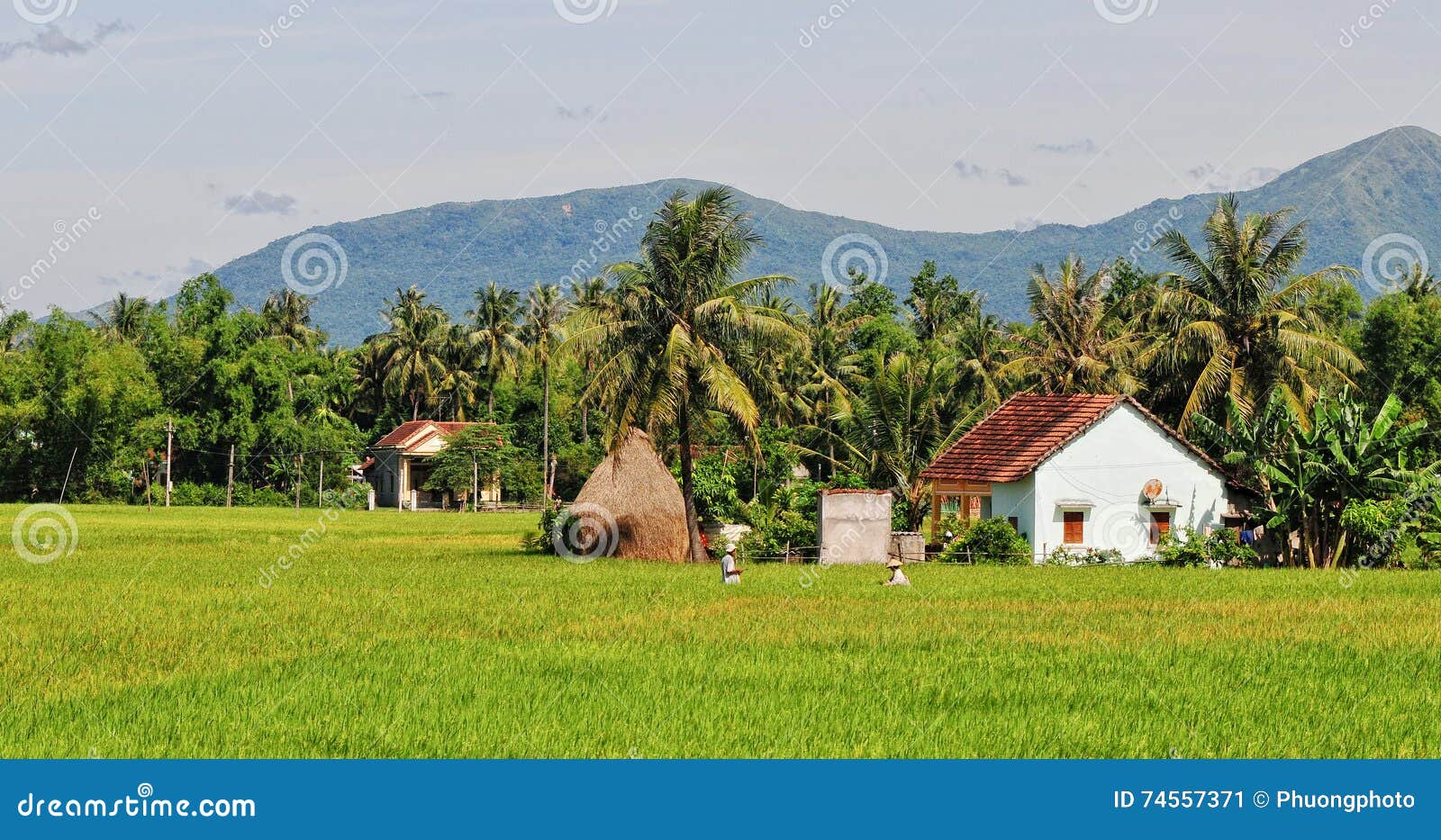 Small Houses with Rice Fields in Longan, Vietnam Stock Image - Image of ...