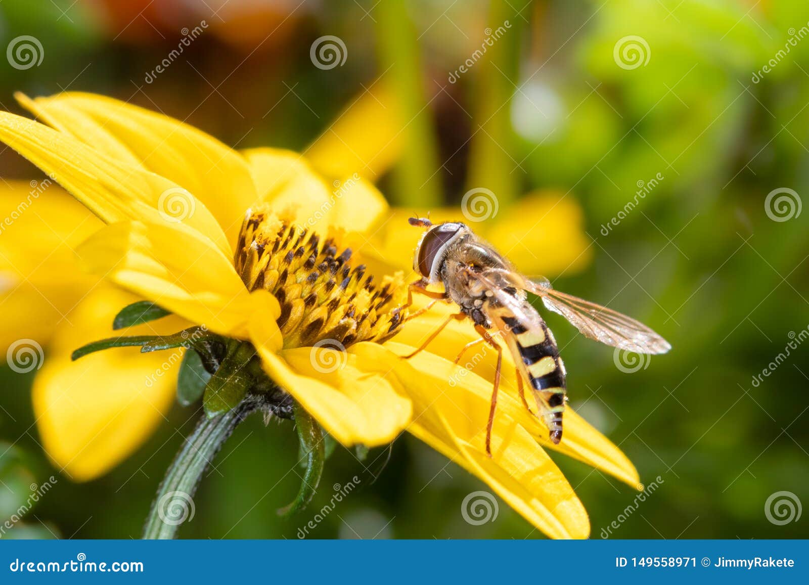 A Small Hover Fly on a Beautiful Yellow Flower - Macro Shot Stock Image ...
