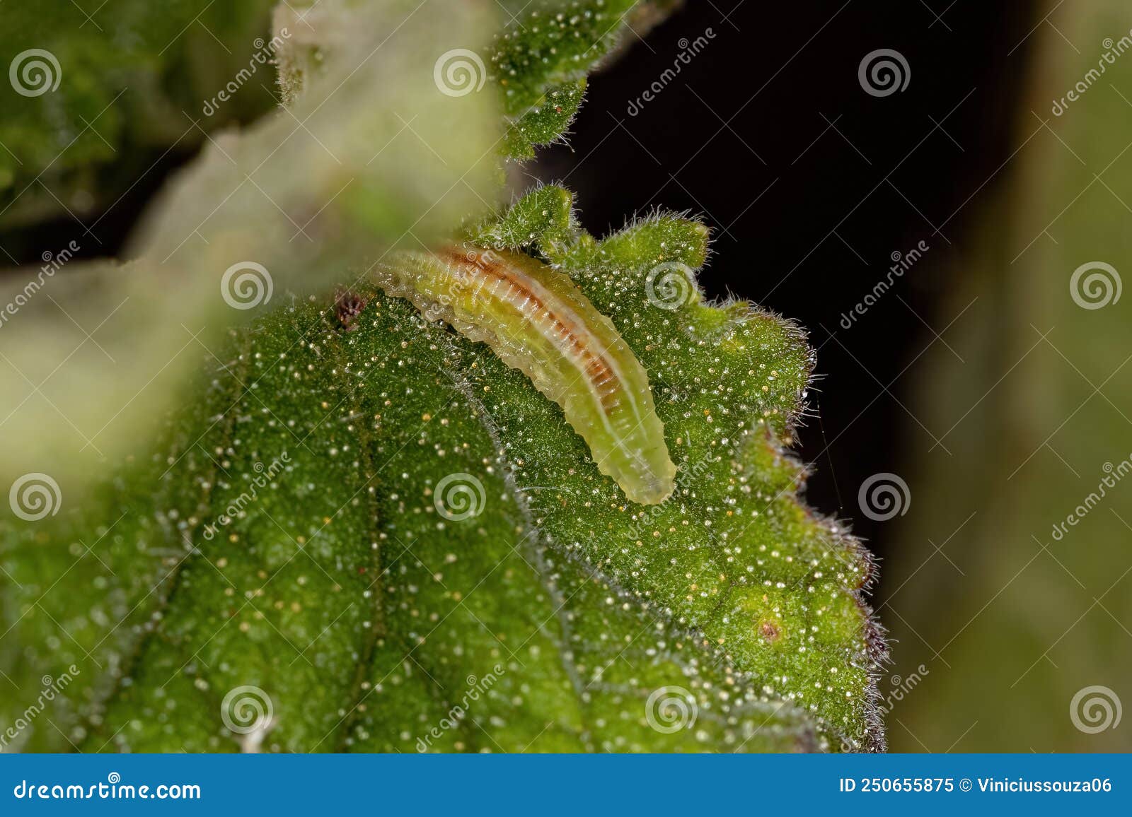 Small Hover Fly Larvae stock image. Image of insects - 250655875