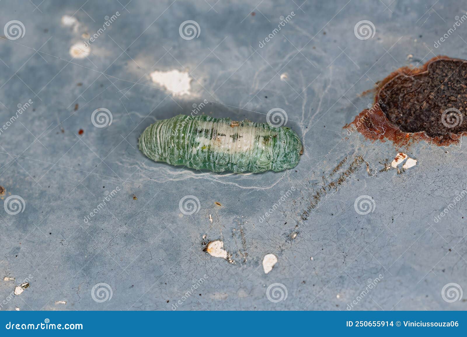Small Hover Fly Larvae stock photo. Image of green, hoverflies - 250655914